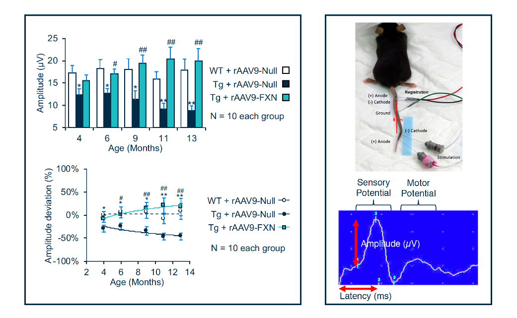 Long-term preservation of neuroelectrophysiological properties in the ...